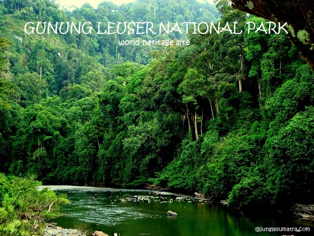 Indonesia Sumatra Rainforest Borneo And Sumatra | WWF | World Wildlife